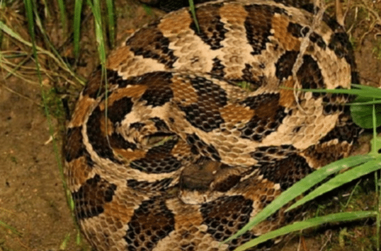 Fatal Snake Bite Ends Hiker's Journey in TN Park - Loyal Conservatives
